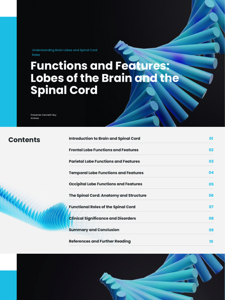 Functions and Features of The Four Lobes of The Brain and The Spinal ...