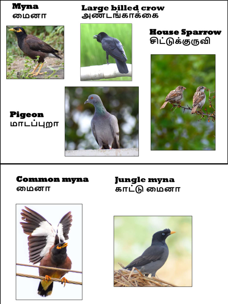 Birds Talk Intro | PDF