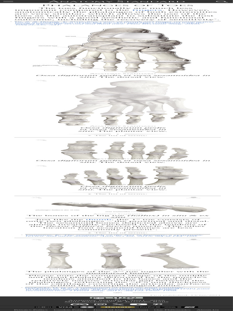 Bones of The Foot Phalanges of Toes | PDF | Foot | Toe