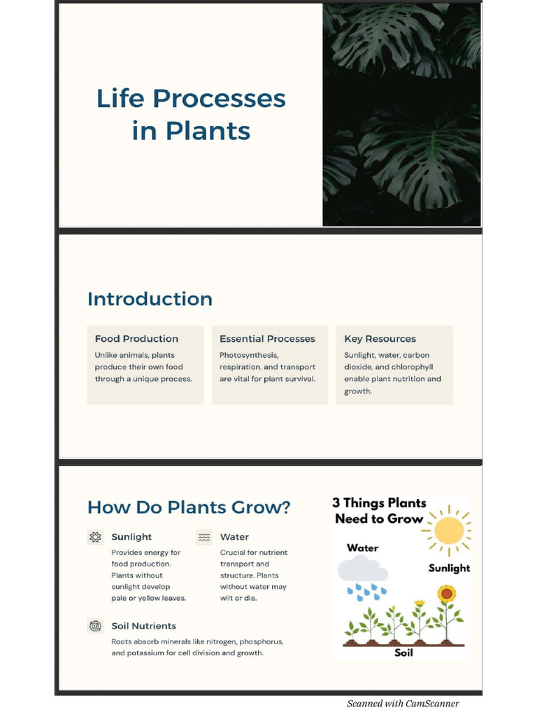Life Processes in Plants Notes | PDF