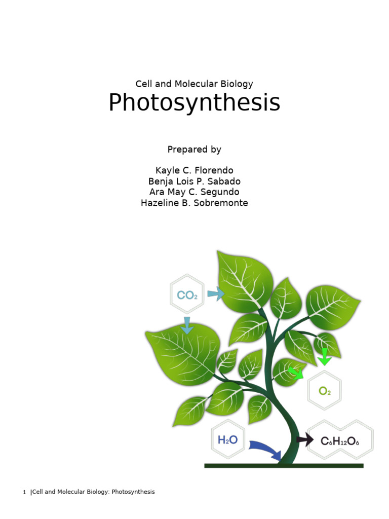 CellBio Photosynthesis Handout-UNEDITED | PDF | Photosynthesis ...