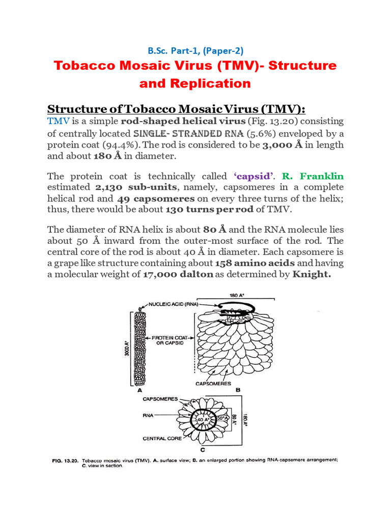 TMV Structure and Replication Explained | PDF | Virus | Rna
