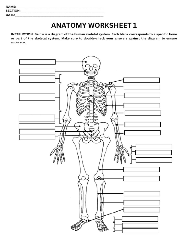 Human Anatomy Worksheets for Students | PDF | Anatomical Terms Of ...