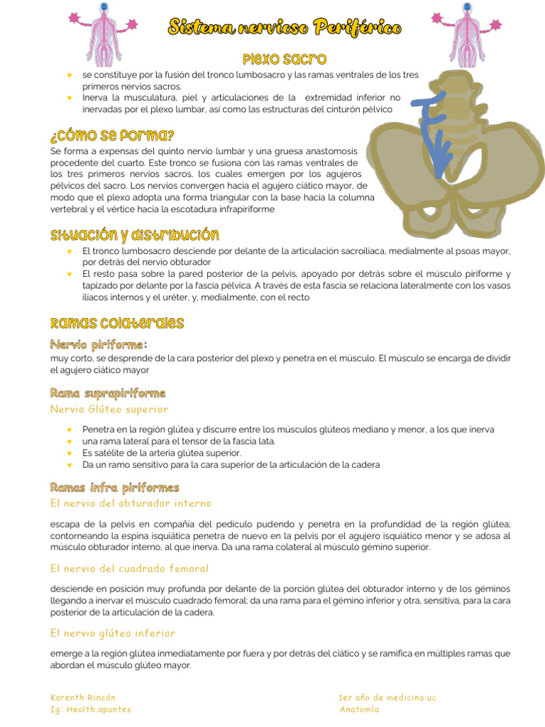 Plexo Sacro | PDF | Pelvis | Anatomía del miembro inferior