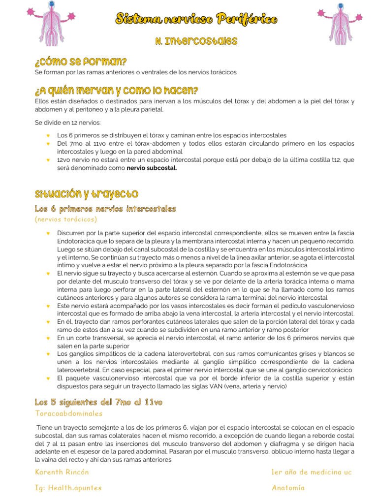 Nervios Intercostales: Anatomía y Función | PDF | Abdomen | Tórax