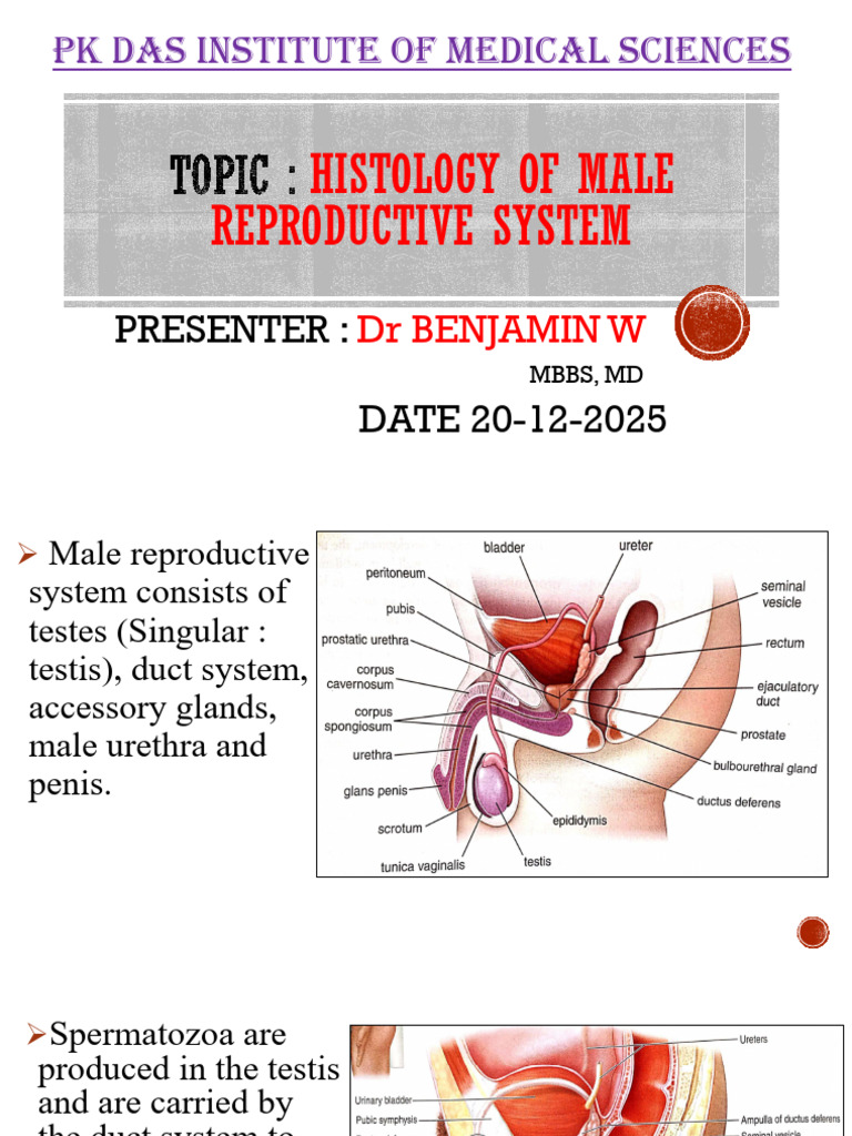 Histology of Male Reproductive System | PDF | Testicle | Male Mammals