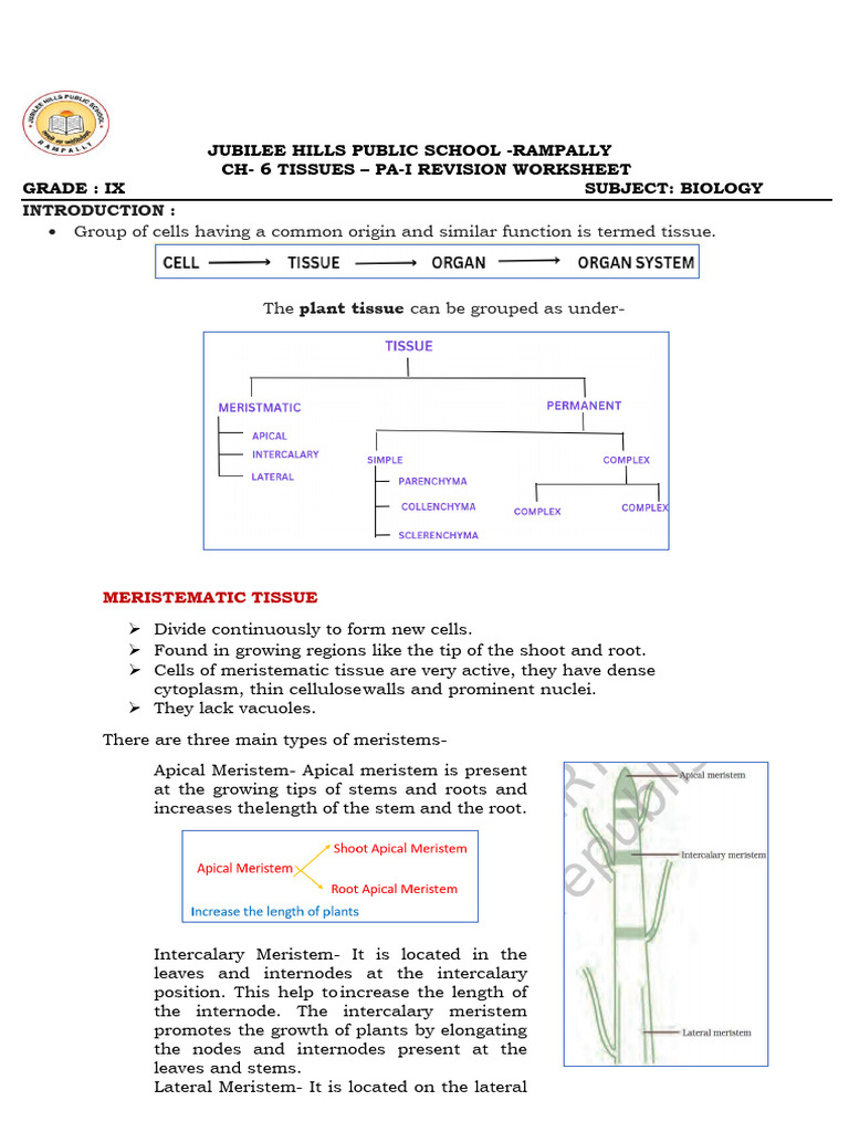 IX Biology Tissues Revision Worksheet | PDF | Tissue (Biology) | Epithelium