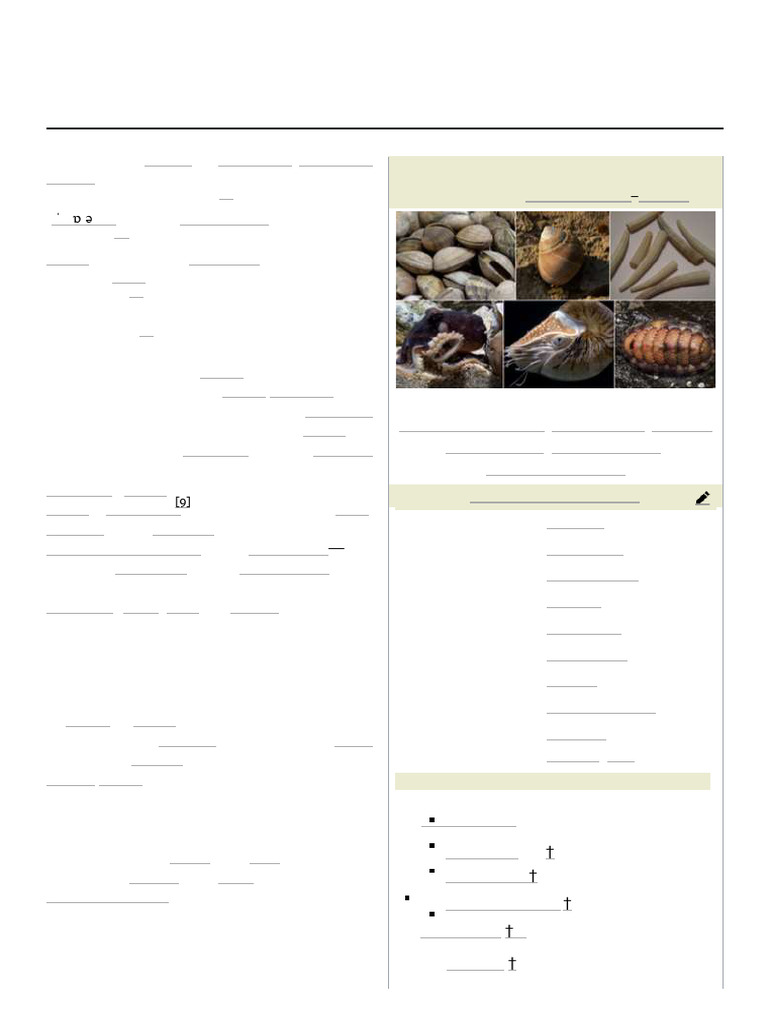 Overview of Mollusca Phylum Diversity | PDF | Mollusca | Molluscs