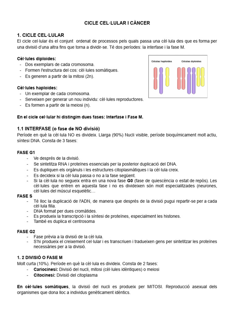 Cicle Cel - Lular I Càncer | PDF
