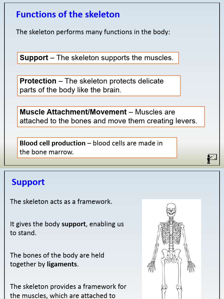 Functions of the Human Skeleton | PDF | Anatomical Terms Of Motion ...
