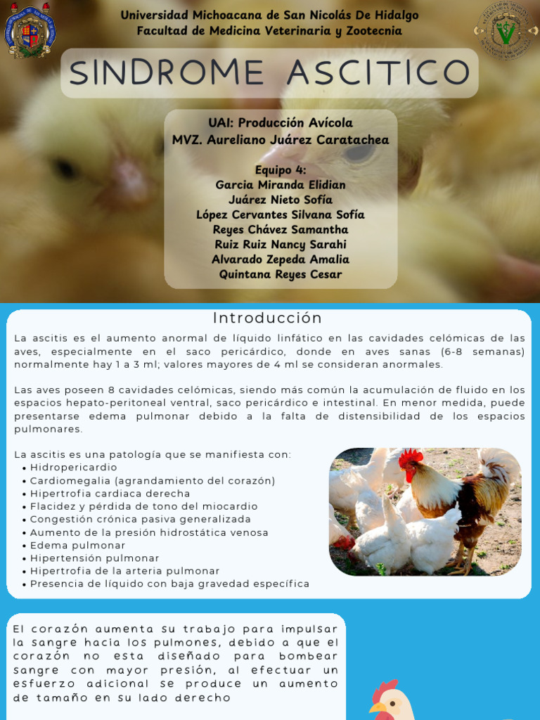 Síndrome Ascítico en Aves: Causas y Efectos | PDF | Corazón | Pulmón