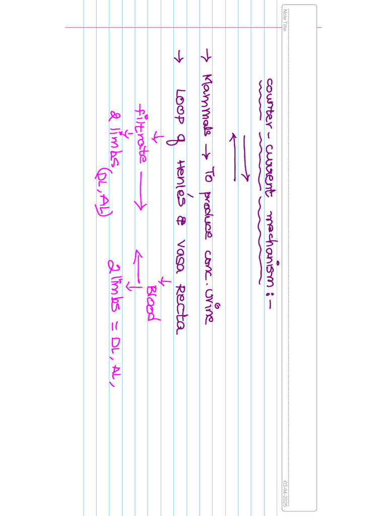 Countercurrent Mechanism | PDF