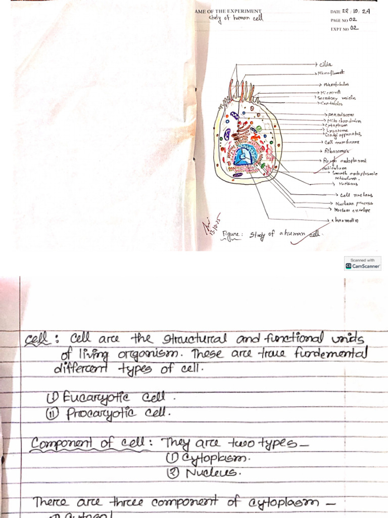 Anatomy Practical Full-2 | PDF