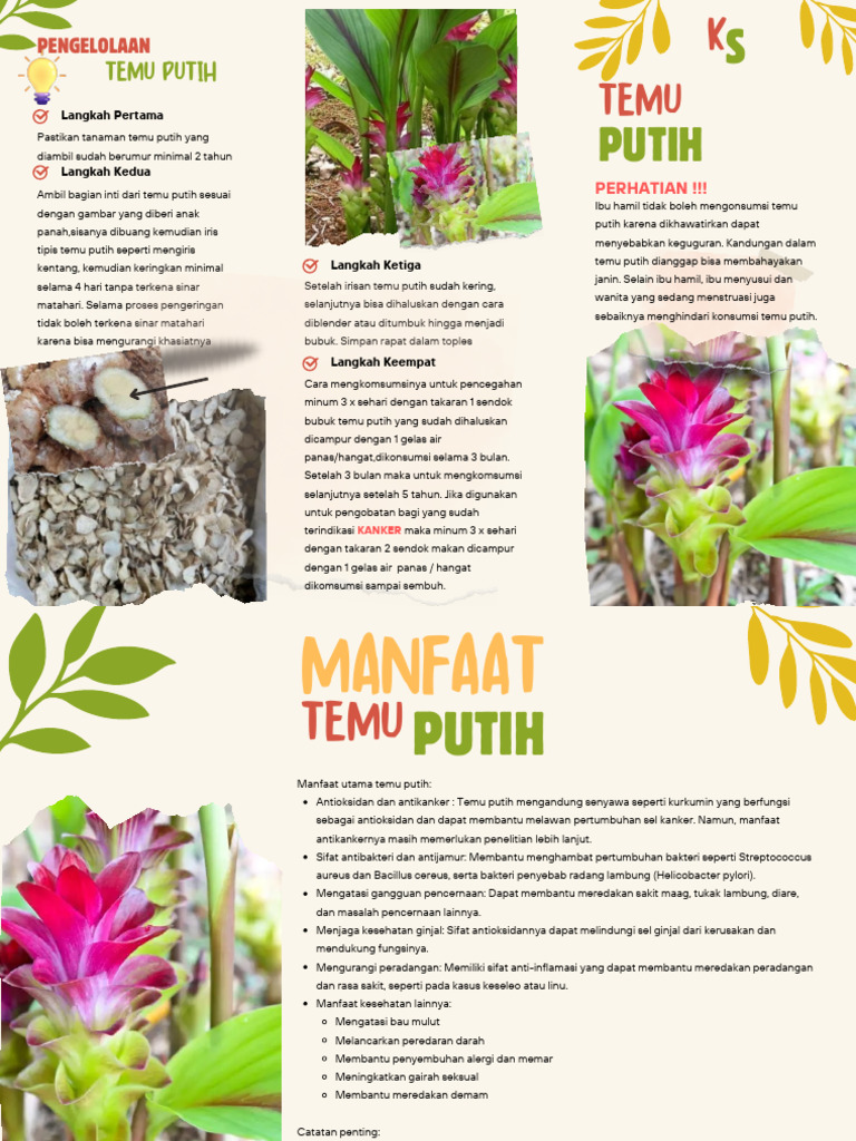 Manfaat dan Cara Konsumsi Temu Putih | PDF