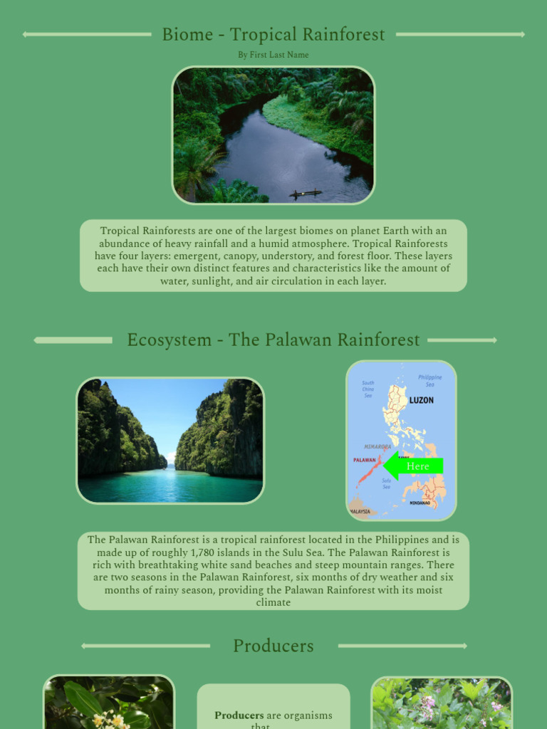 2024-2025 Excellent Example of Ecosystems Project | PDF | Rainforest ...