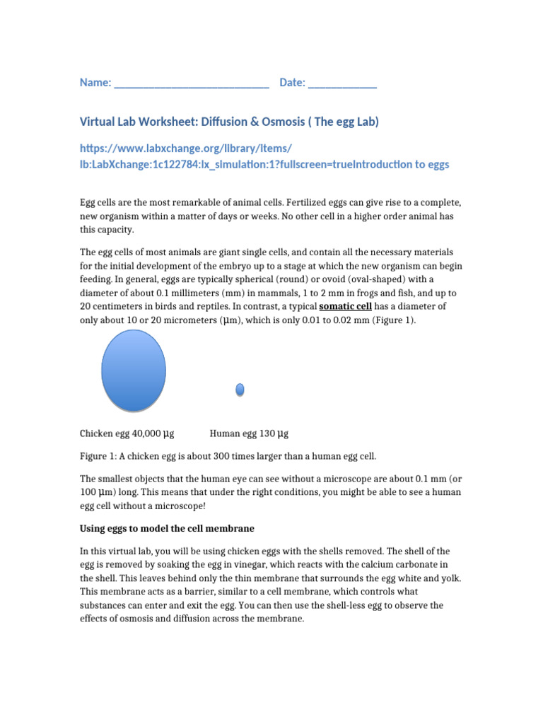 Egg Lab: Diffusion & Osmosis Experiment | PDF | Osmosis | Egg
