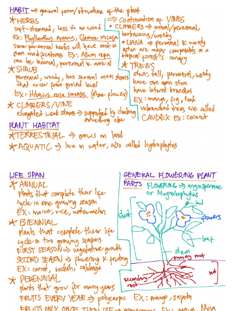 Plant Morphology 1 | PDF
