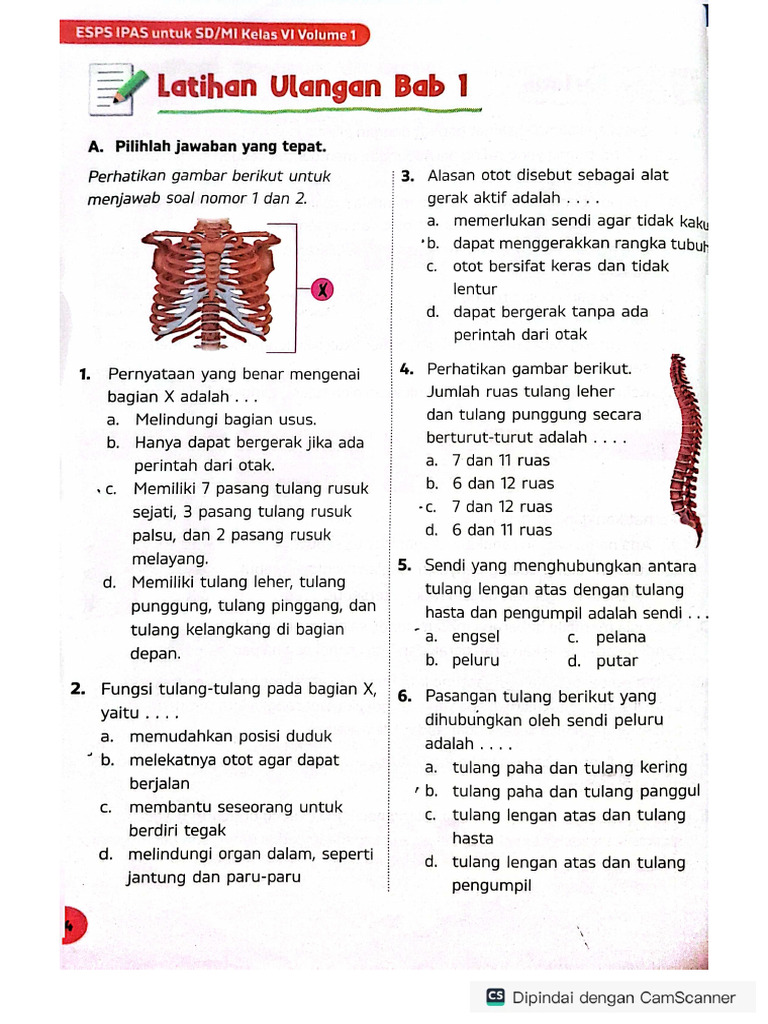 Alat Gerak Manusia | PDF