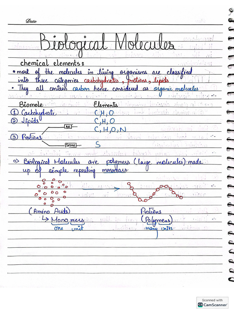 O Level Biological Molecules + Enzymes Notes | PDF
