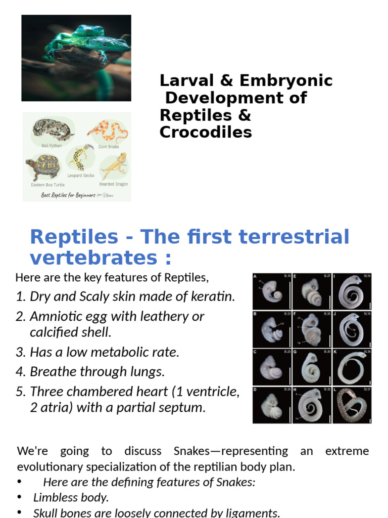 Reptile and Crocodile Embryonic Development | PDF