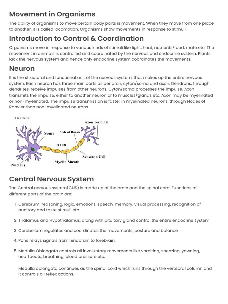 Control and Coordination_ Nervous System (1) | PDF | Central Nervous ...