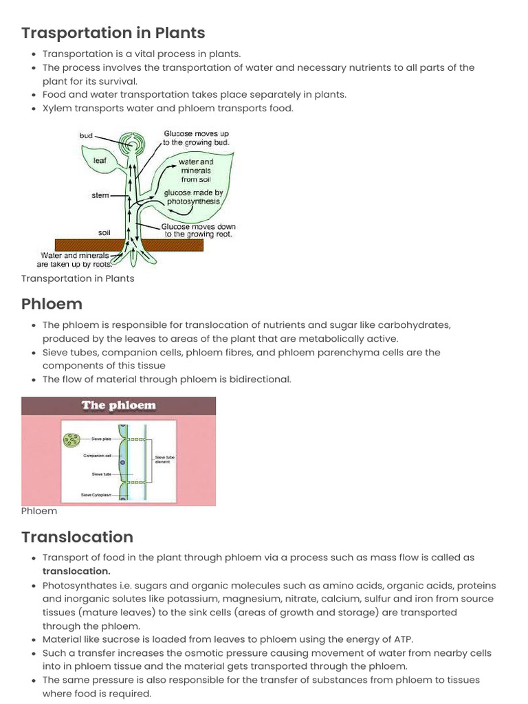 Plant Transportation: Xylem and Phloem Explained | PDF | Tissue ...