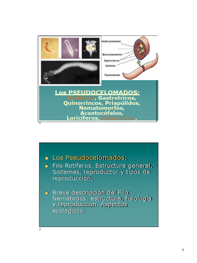 TEMA-8-PSEUDOCELOMADOS | PDF | Nematodo | Reproducción