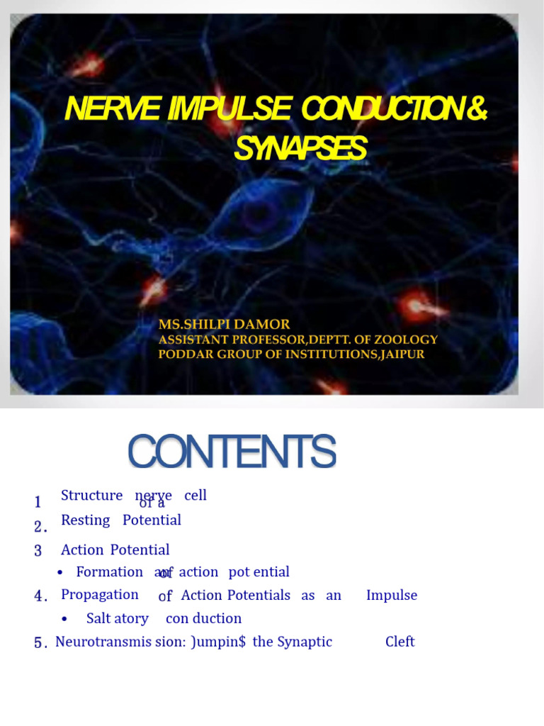 Neuron Structure and Action Potentials | PDF | Synapse | Chemical Synapse