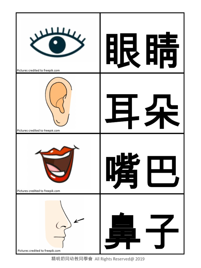 Chinese Flashcard - My Body Part | PDF