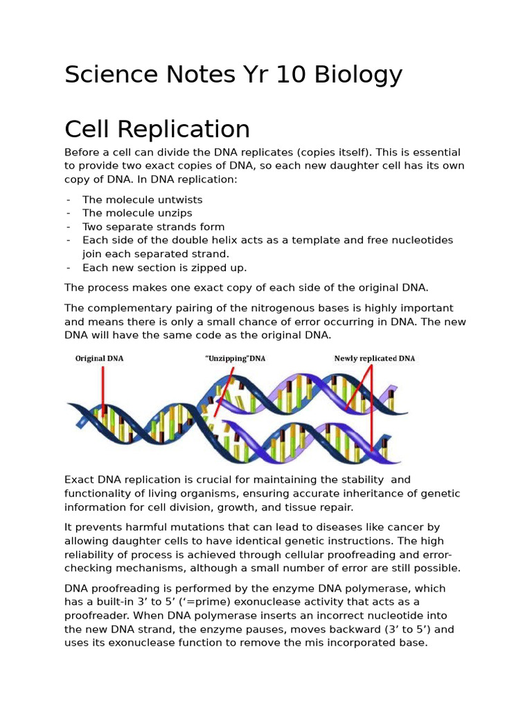 Year 10 Biology: DNA & Genetics Overview | PDF | Dominance (Genetics ...
