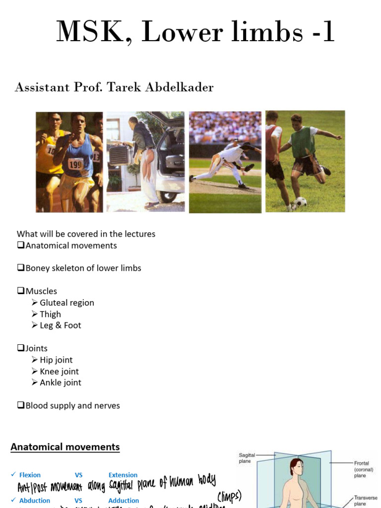 WK11 MSK Lower Limb Lecture Part 1 | PDF | Anatomical Terms Of Motion ...