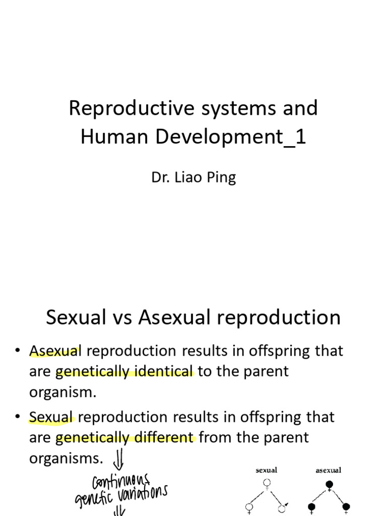 WK12 Reproductive Physiology 1 | PDF | Testicle | Reproduction