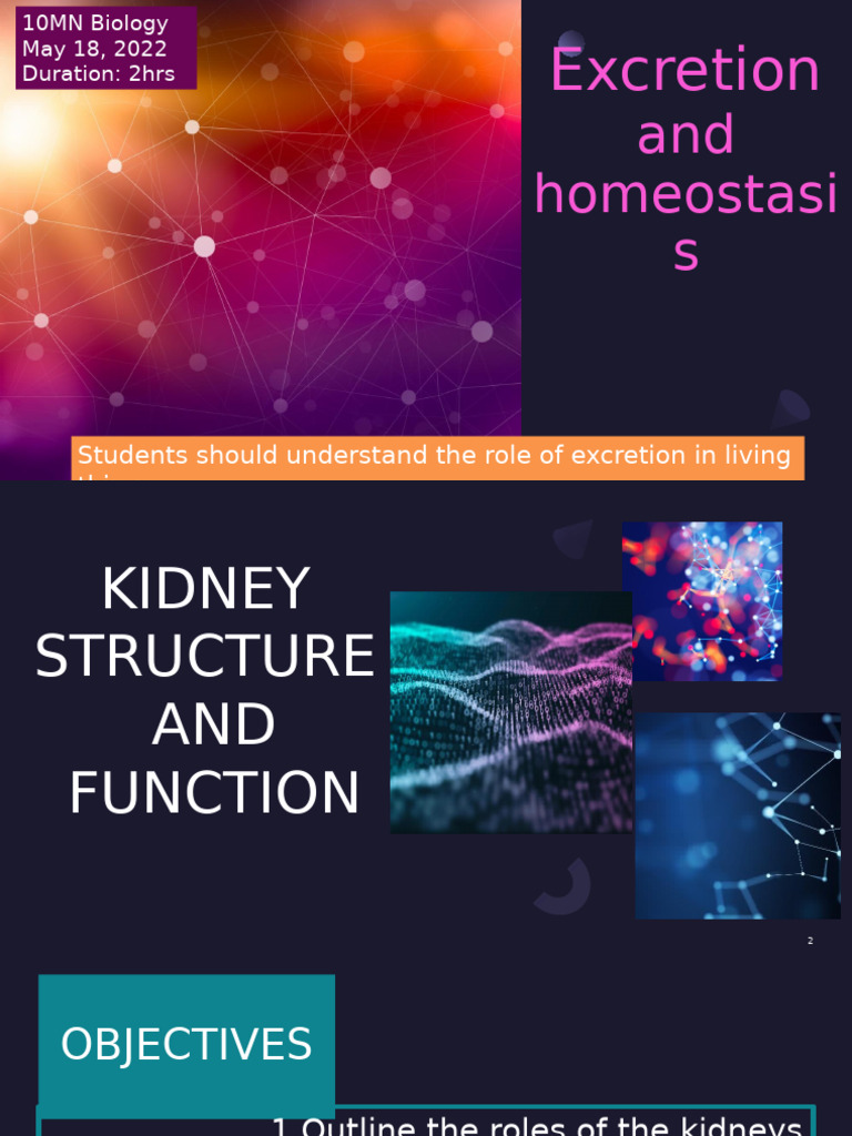 Kidney Structure and Function (2) | PDF | Kidney | Abdomen
