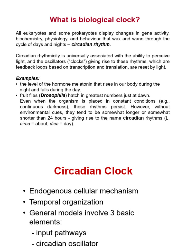 Clock | PDF | Circadian Rhythm | Clock