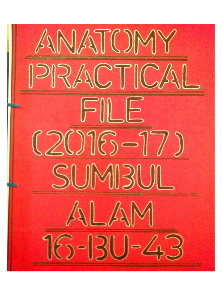 Anatomy File 2K16!2!1 | PDF