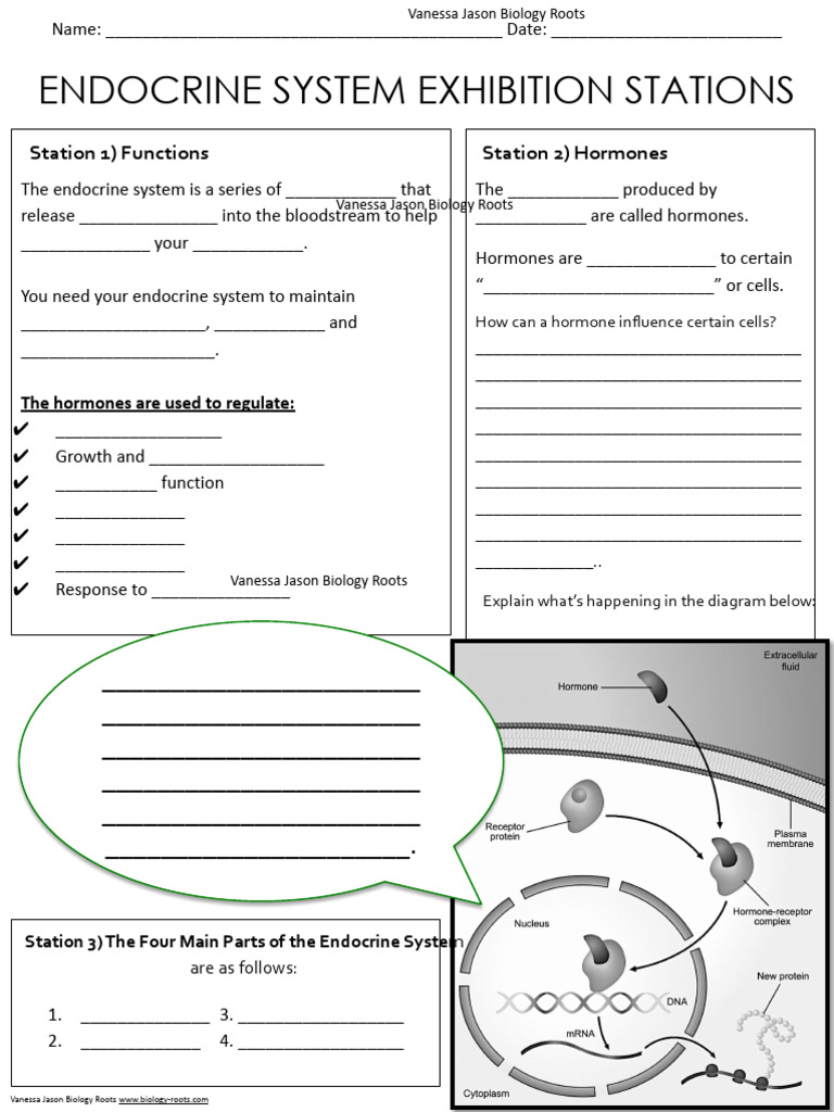 Copy of Level 1_0 Student Answer Sheet_ Endocrine Stations .Pptx (1 ...