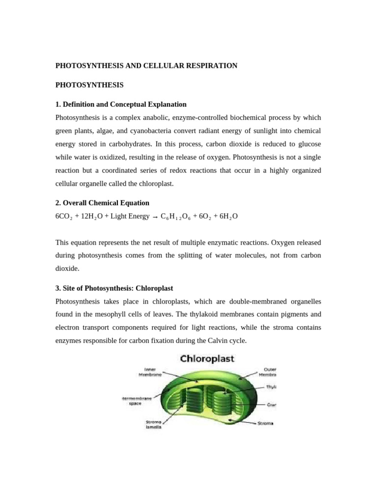 Photosynthesis and Cellular Respiration | PDF | Photosynthesis ...
