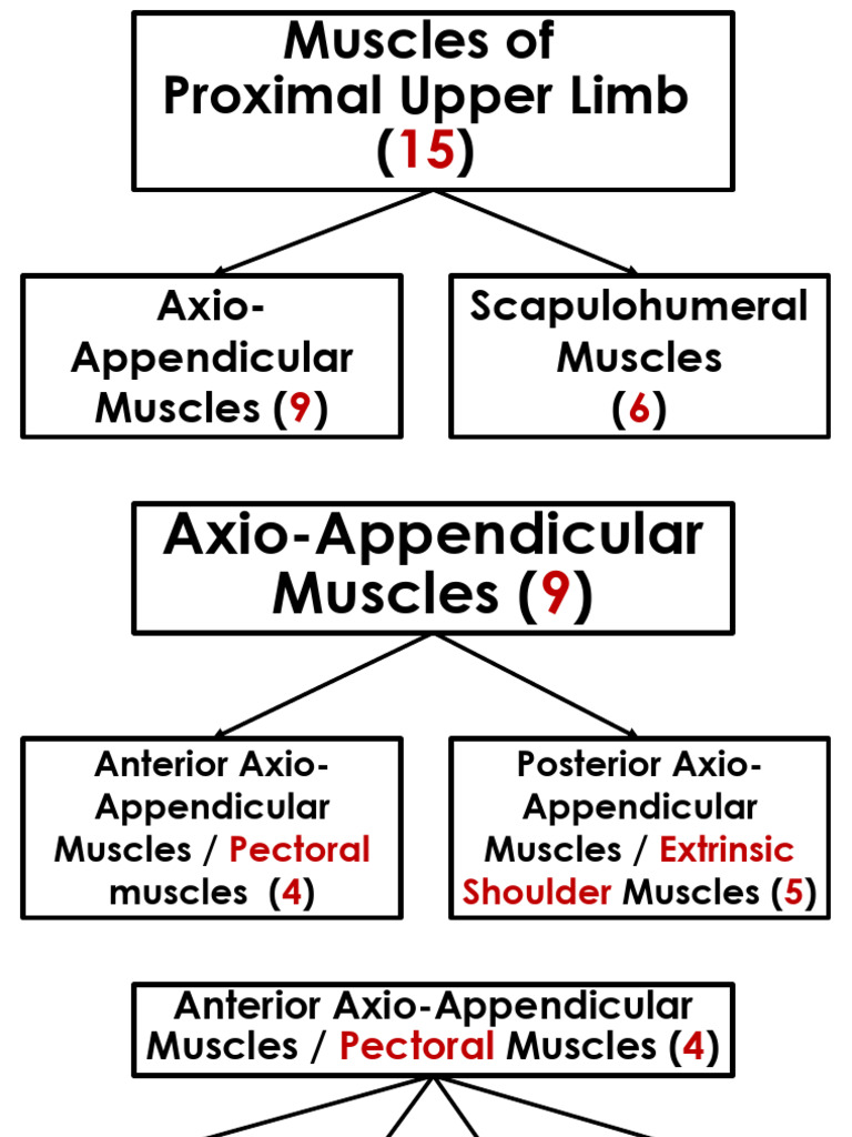 Upper Limb Muscle Anatomy Overview | PDF