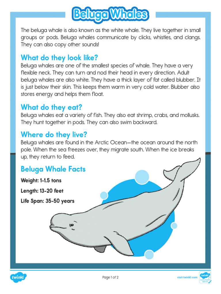Color Beluga Whales Comprehension Activity | PDF