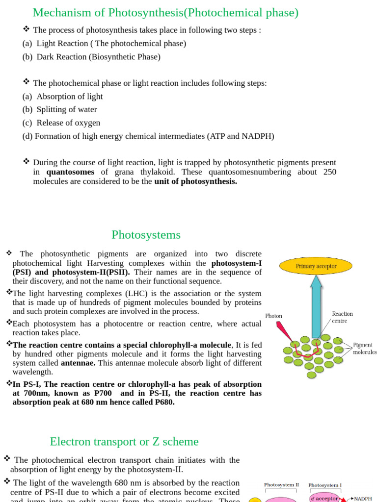Photosynthesis Mechanism: Light Reactions Explained | PDF ...