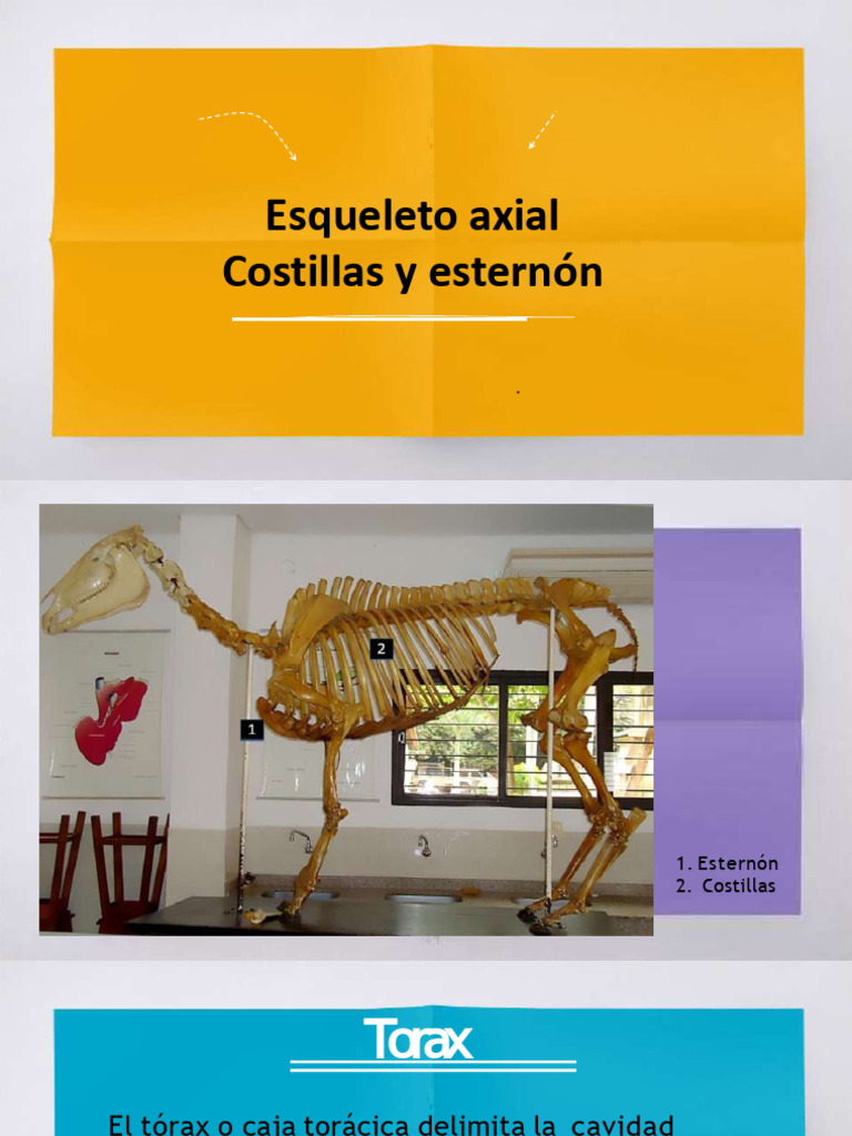 Clase 12 - Anatomia - huesos del esternon y costillas | PDF | Tórax ...
