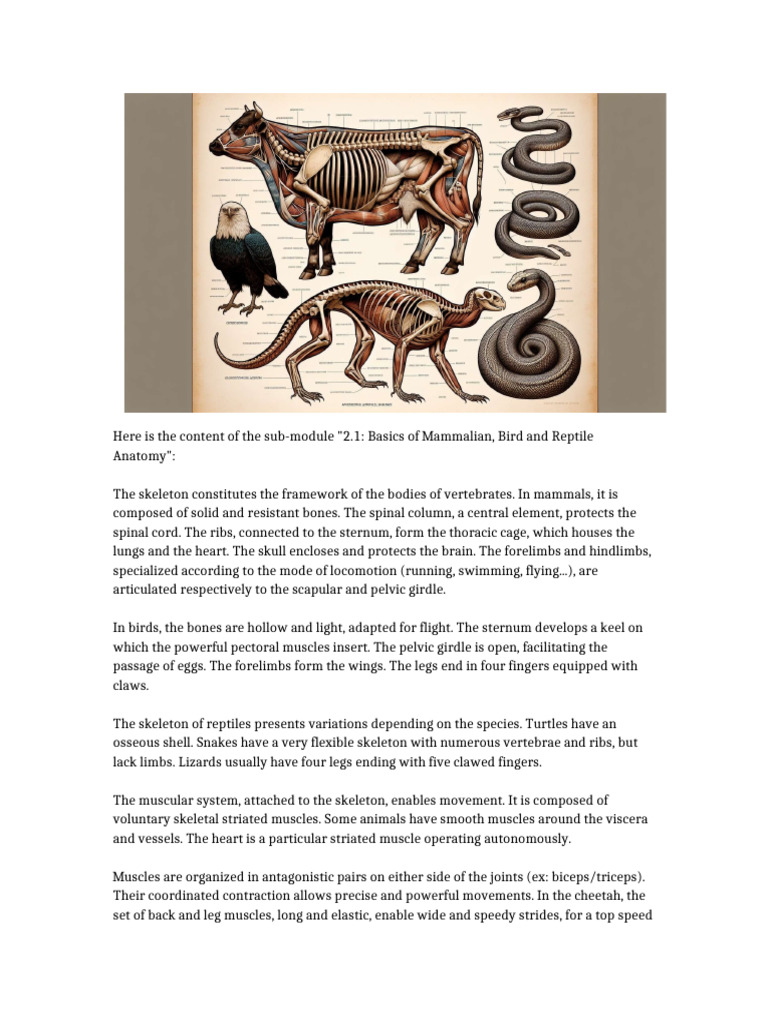 Comparative Anatomy of Vertebrates | PDF | Skeleton | Muscle