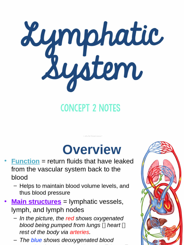 Concept 2 Notes - Lymphatic System | PDF | Lymphatic System | Lymph Node