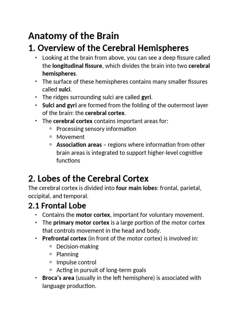 Anatomy of the Brain | PDF | Color | Brainstem
