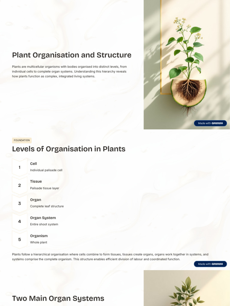 Plant Organisation and Structure | PDF | Leaf | Plants
