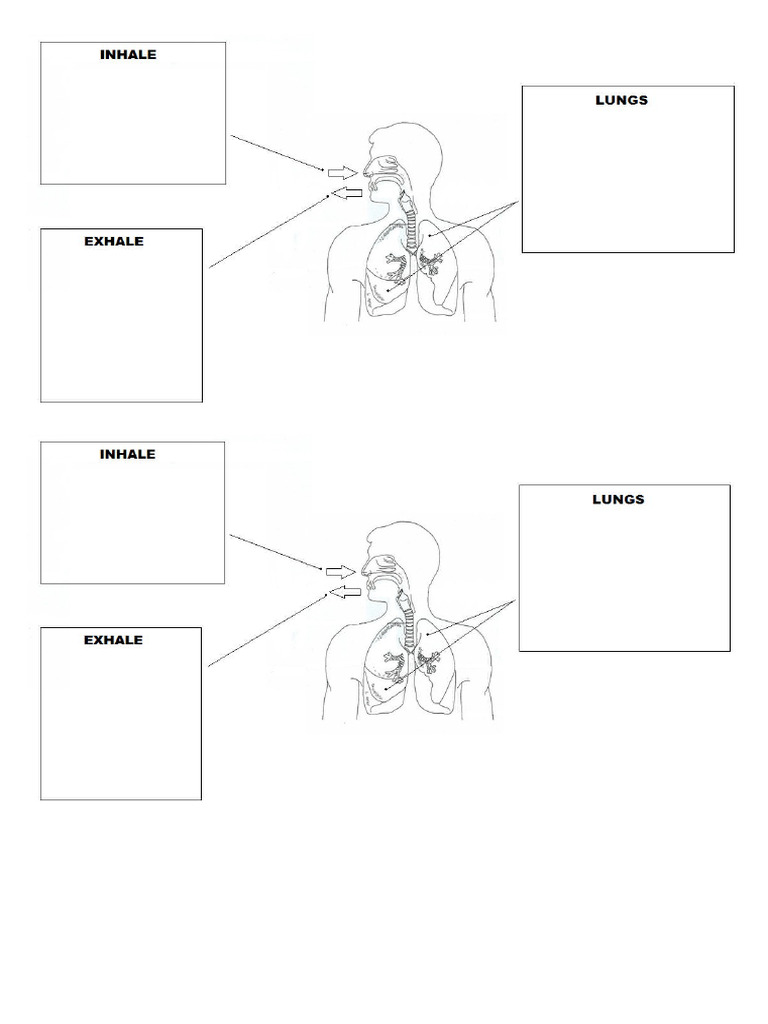 Lungs | PDF