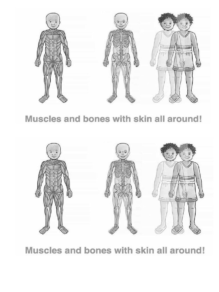 Muscles and Bones Together | PDF