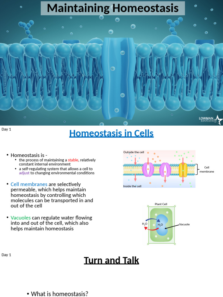 3. Maintaining Homeostasis. Lesson. Science. Biology | PDF | Cell ...