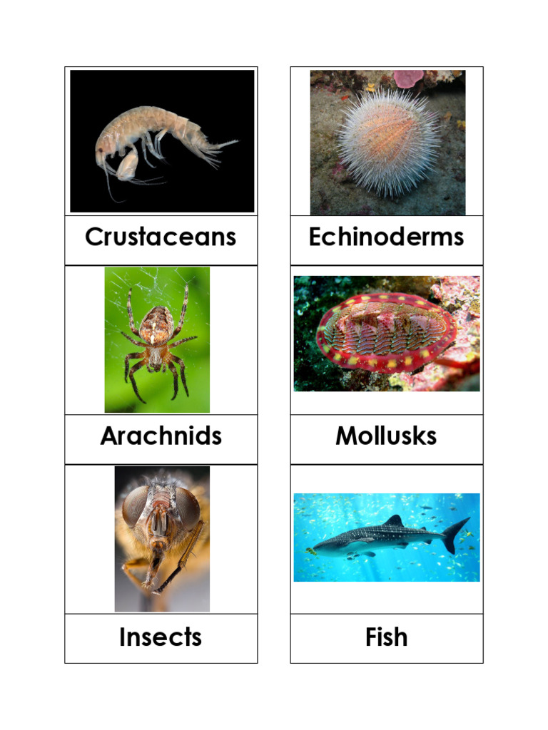 Animal Classification List: Species Overview | PDF