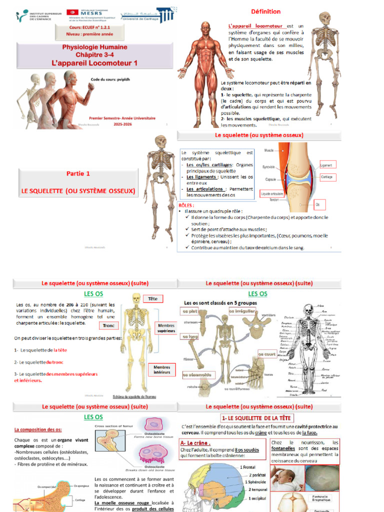Cours 3-4 L'appareil Locomoteur - Partie 1-2 | PDF